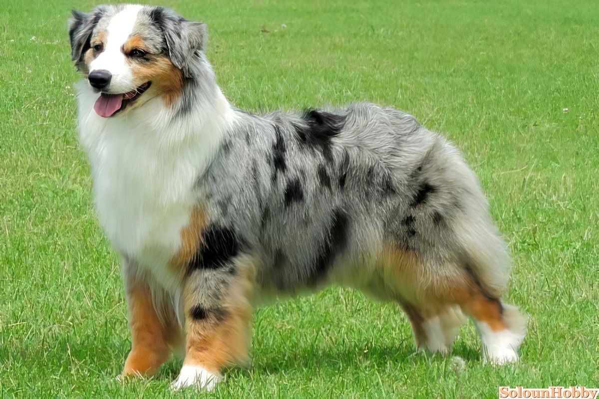 Dog genetics elements - Blog - Solo un Hobby